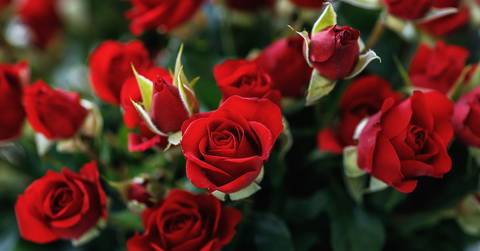 The Cost of a Dozen Roses in Each State | FinanceBuzz