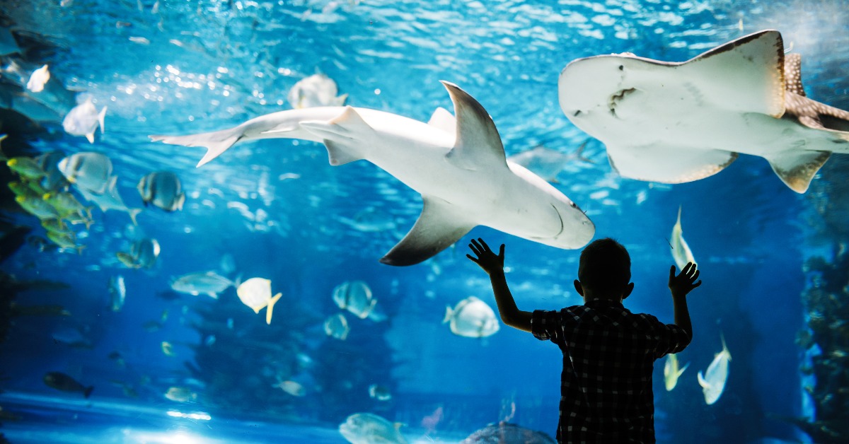 Shedd Aquarium Shark Tank